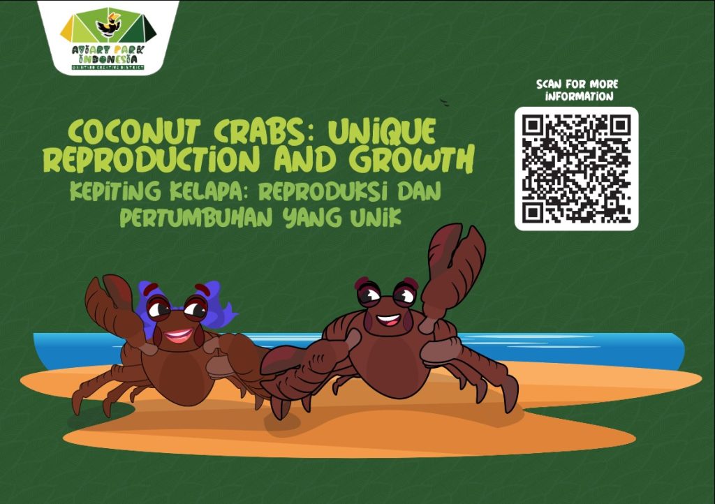 Reproduction and Growth Coconut Crab